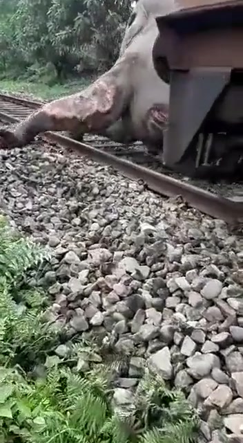 看着好可怜啊，希望能好好的-24VS直播