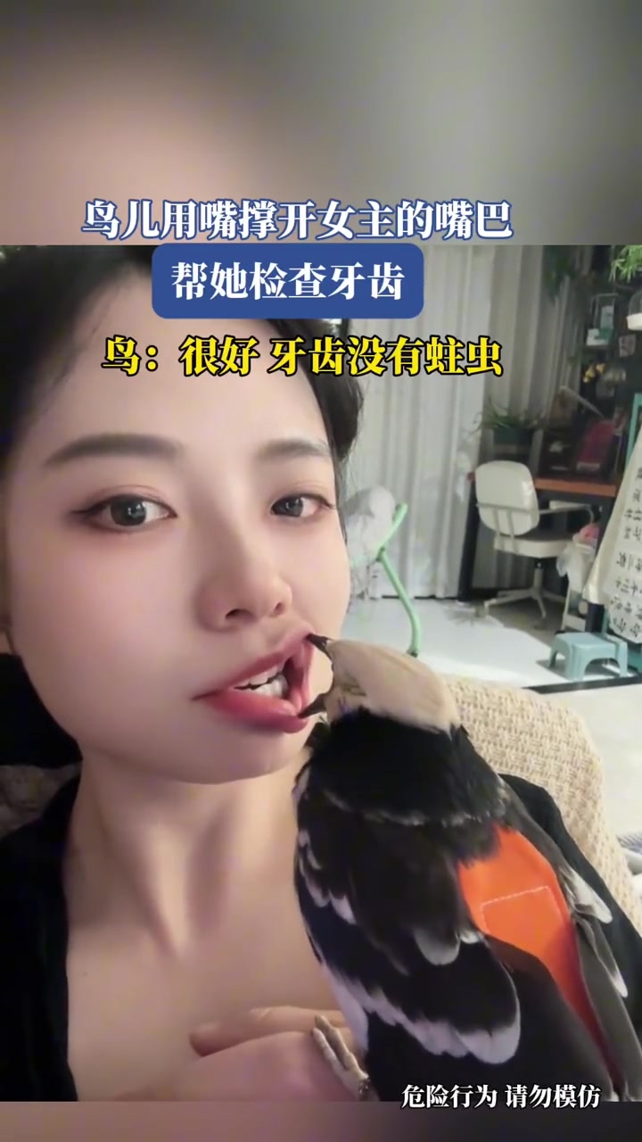 鸟儿居然用嘴撑开女子的嘴巴,帮她检查牙齿!!-24VS直播