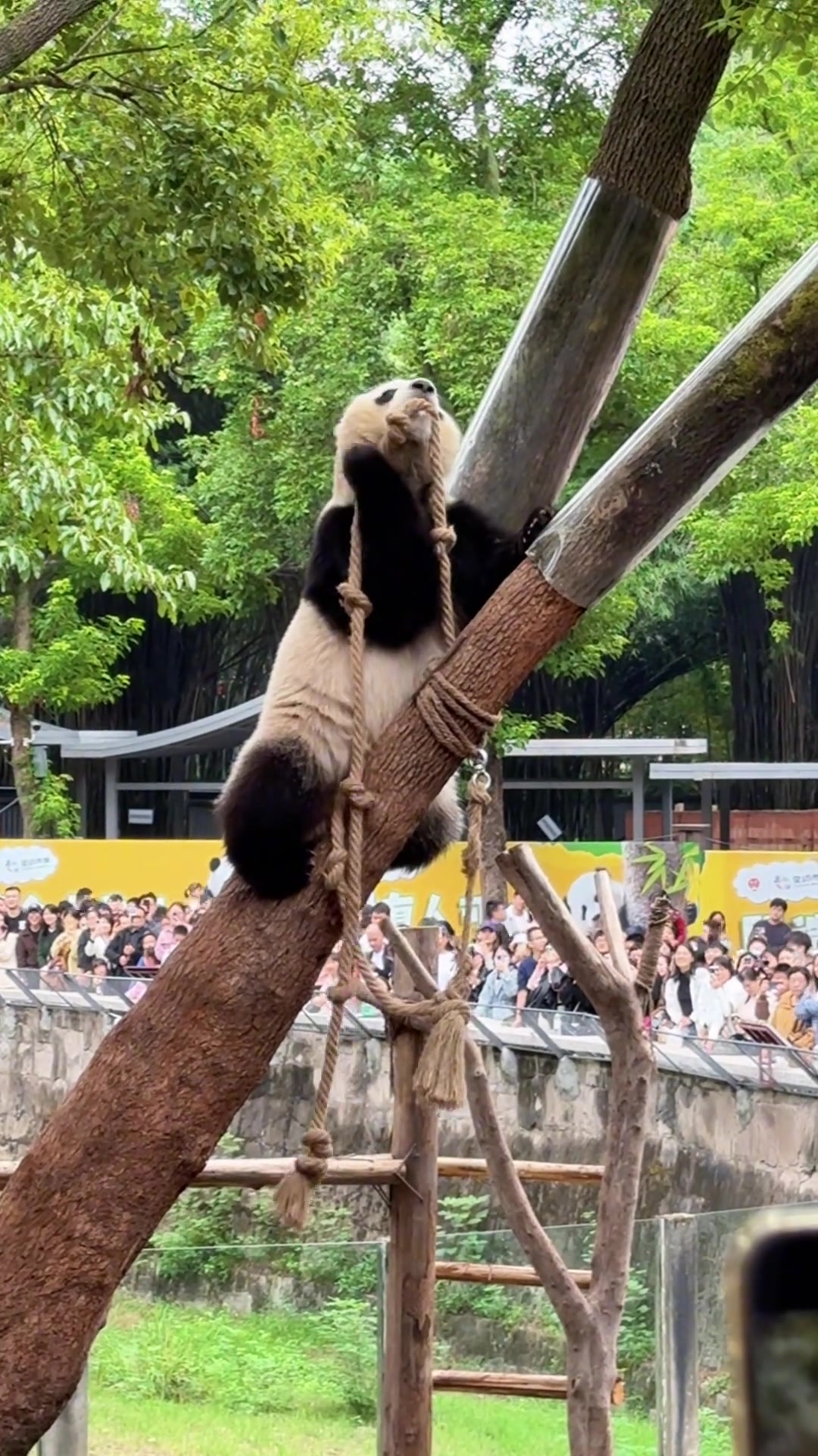 破案了，知道这绳子怎么上树的了-24VS直播