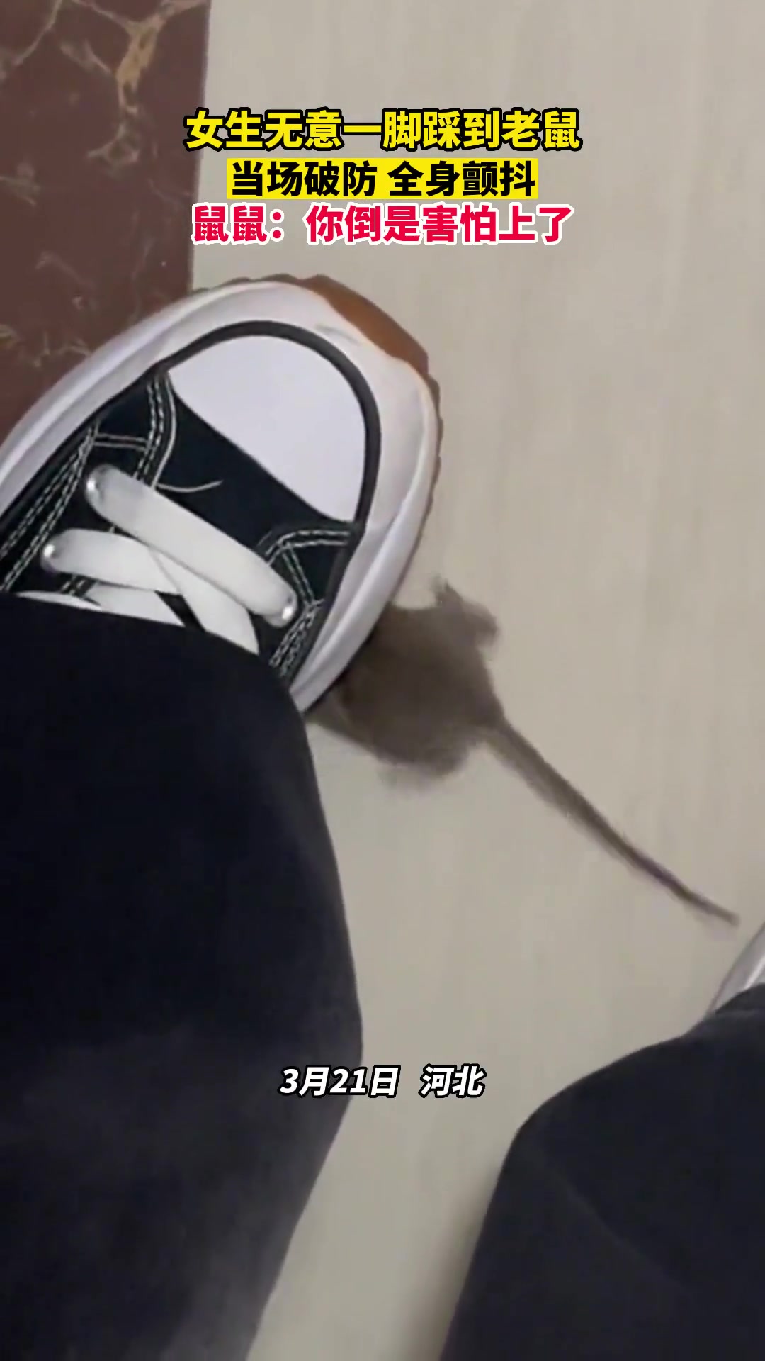 女生无意一脚踩到老鼠 当场破防全身颤抖-24VS直播