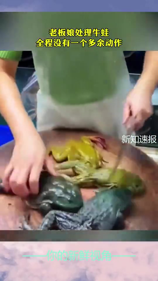 老板娘处理牛蛙全程没有一个多余动作-24VS直播