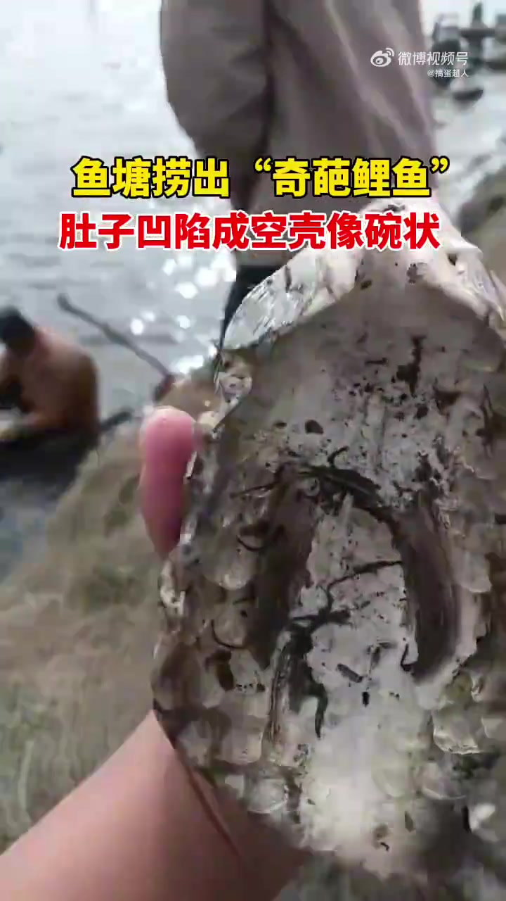 世界之大无奇不有！-24VS直播