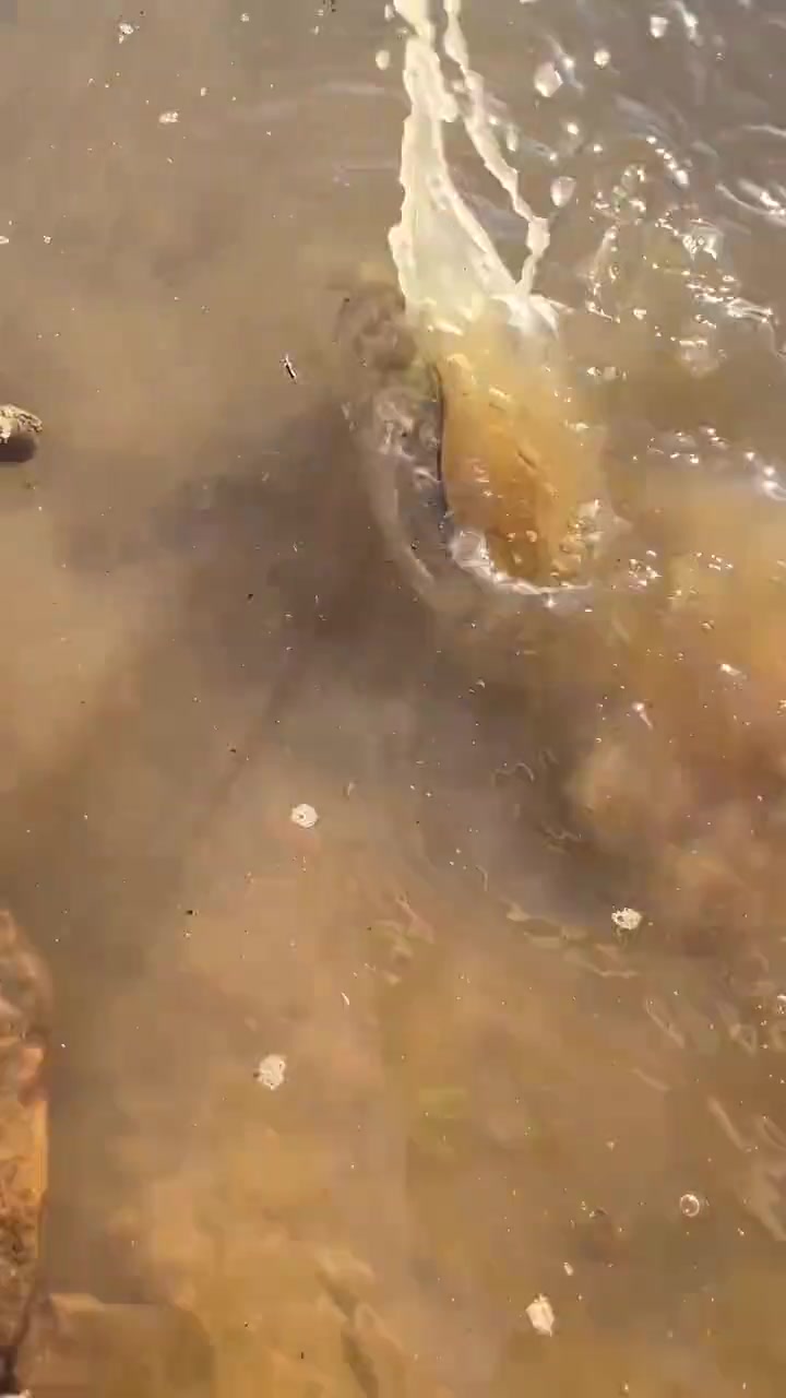 不抓上来再刮鳞吗？-24VS直播