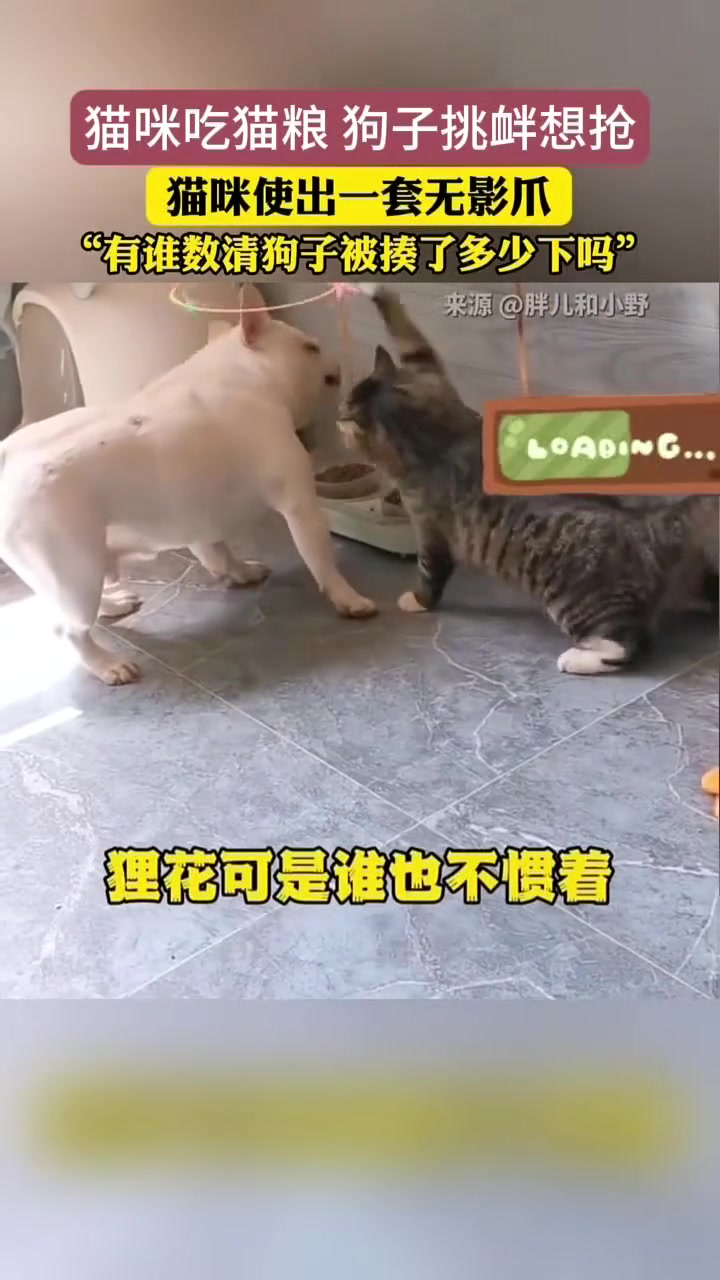 “有谁数清狗子被揍了多少下吗”-24VS直播