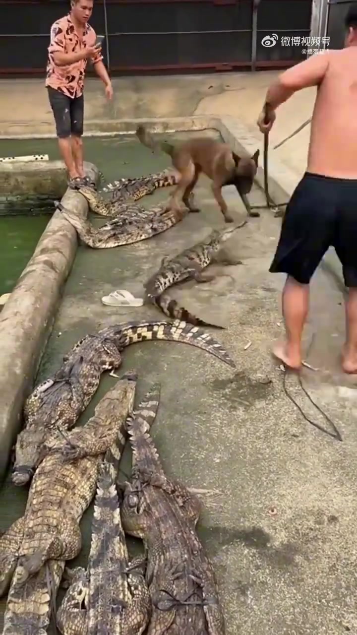 差点又被咬了！！-24VS直播