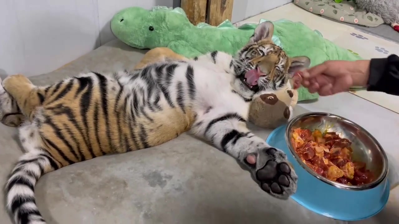 啥老虎吃饭能有这待遇啊？-24VS直播