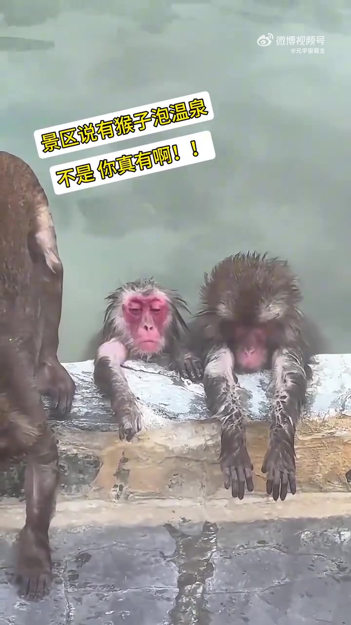 不是，猴子都有温泉泡了？我还没泡上呢！-24VS直播