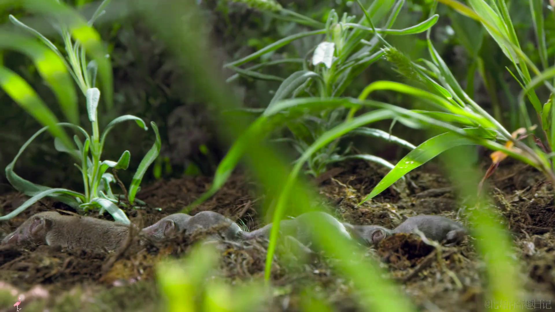 一时间就想到了黑猫警长-24VS直播